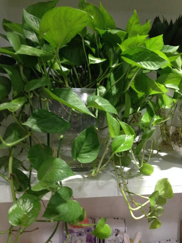 Care and hydroponic methods for 39 types of flowers - SO2X