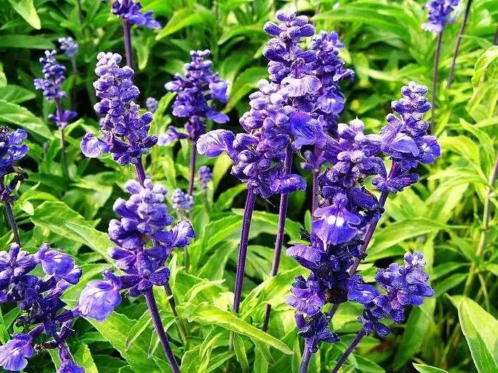 Beautiful Courtyard Construction Class: How to Plant Perennial ...