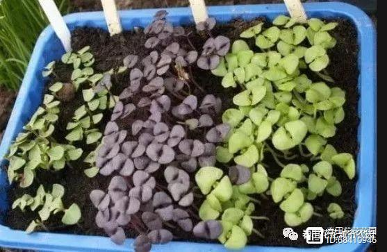 How to plan, plant, and care for a children's vegetable garden (Part 2 ...