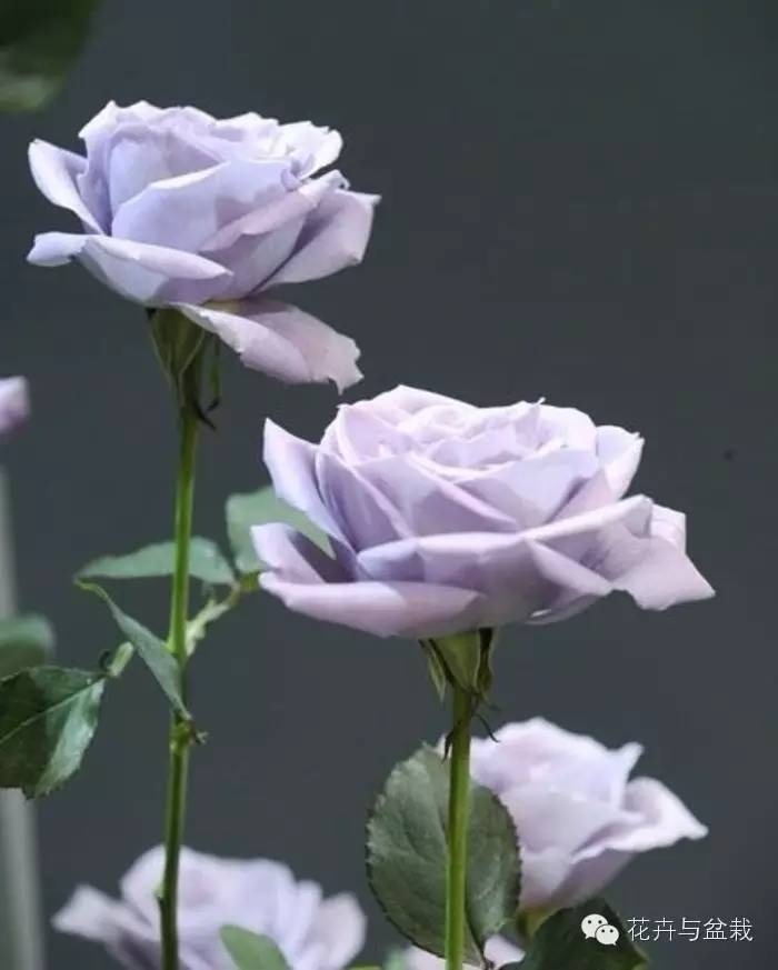 Complete Guide to Rose Gardening - SO2X