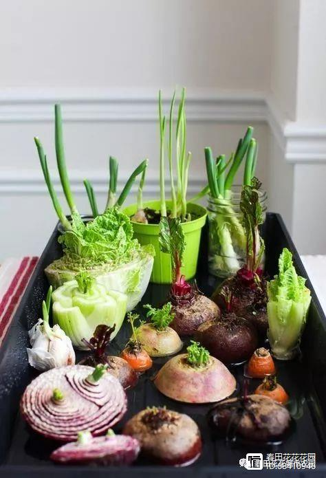 How to plan, plant, and care for a children's vegetable garden (Part 2 ...