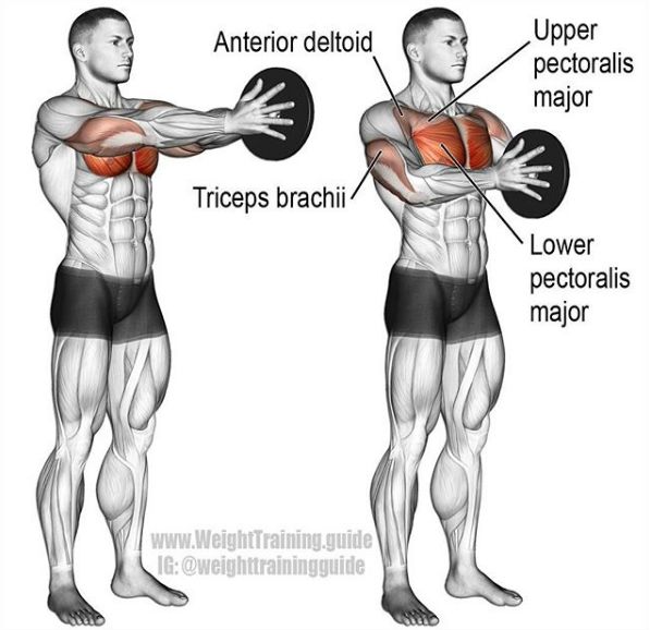 Comprehensive muscle training diagrams – say goodbye to haphazard ...
