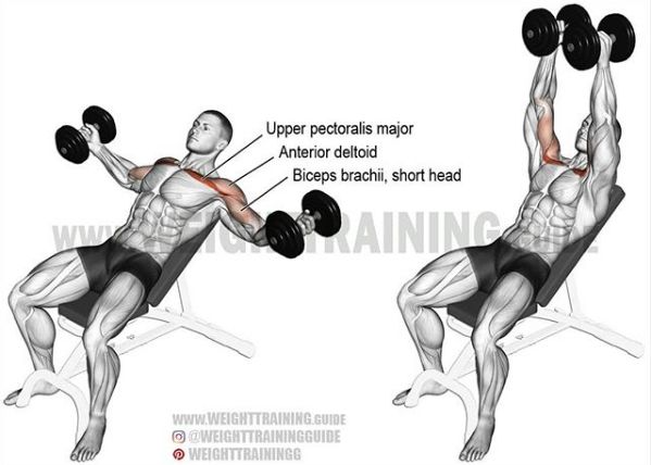Comprehensive muscle training diagrams – say goodbye to haphazard ...