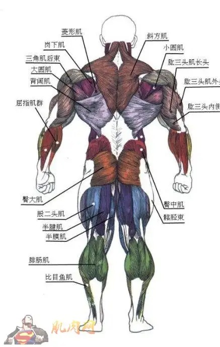 Back muscle training tutorial - SO2X