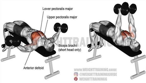Comprehensive muscle training diagrams – say goodbye to haphazard ...