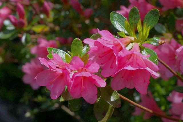 The method of pruning potted azaleas after flowering is very practical ...