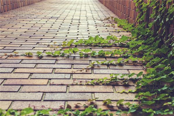 What does it mean to dream of vines? Is it a good or bad omen? - SO2X