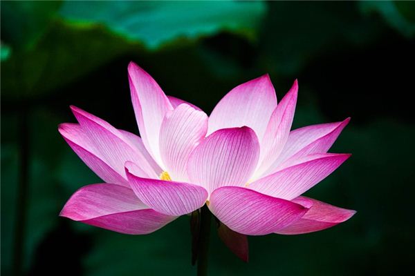 What does it mean to dream of lotus flowers? Is it a good or bad omen ...